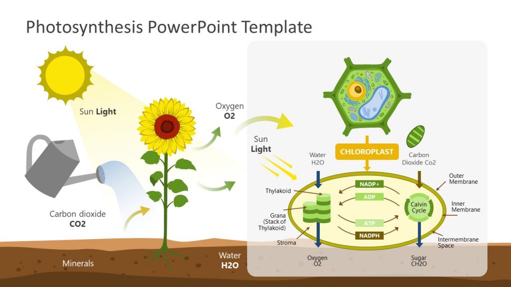 Photosynthesis PowerPoint Diagram Template - SlideModel