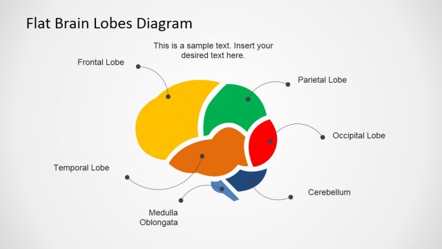 Flat Brain Lobes Cross Sectional Diagram for PowerPoint - SlideModel