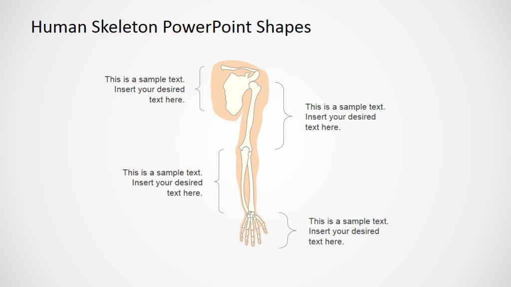 The Human Skeleton Presentation Template (Upper Extremity) - SlideModel