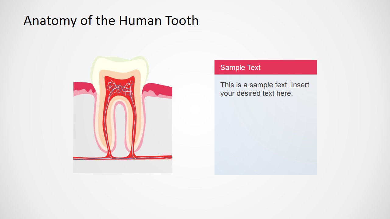 Anatomy of the Human Tooth PowerPoint Shapes - SlideModel