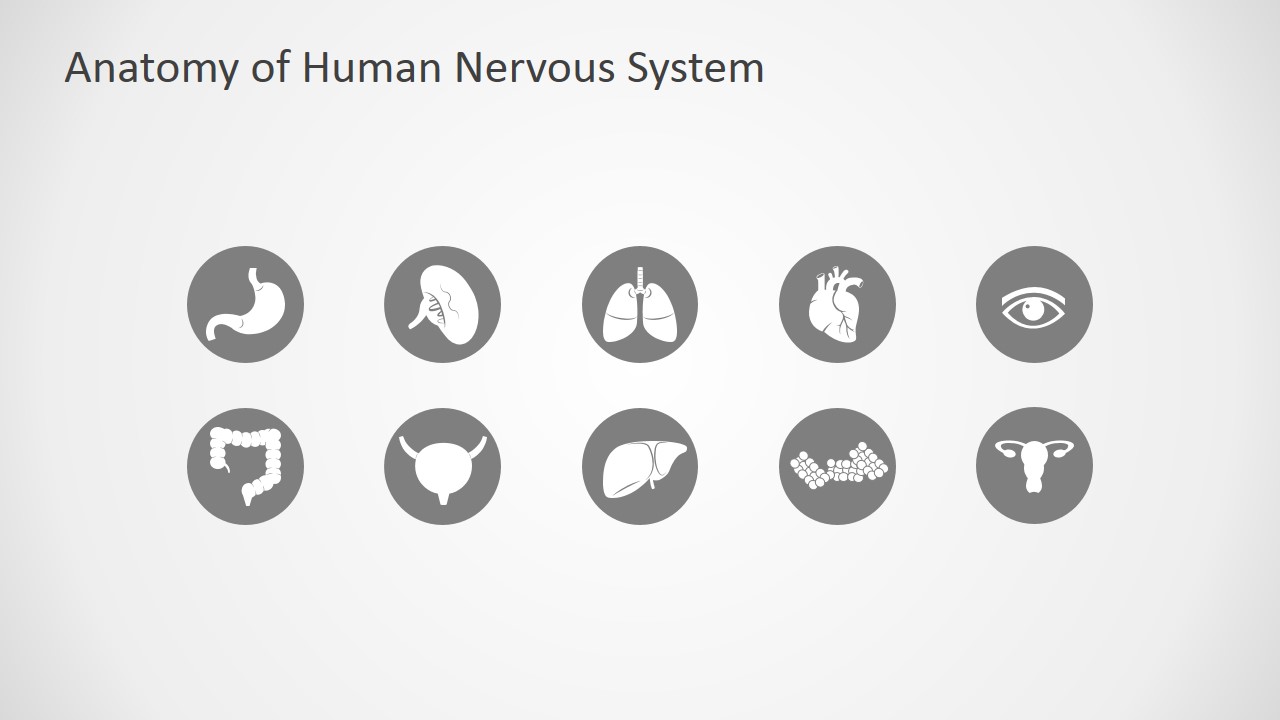 Anatomy of Human Nervous System Slide Design for PowerPoint - SlideModel
