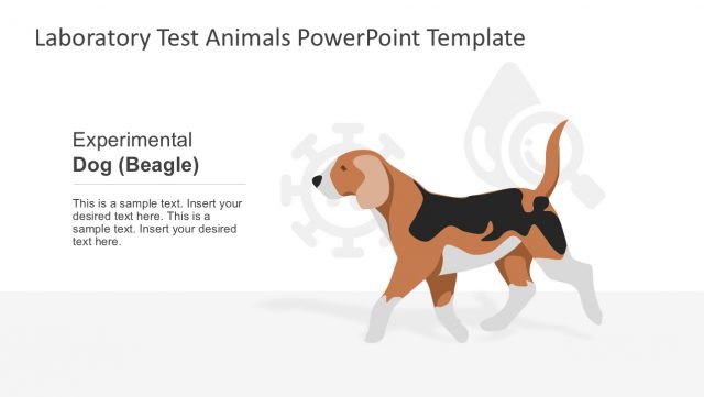 Beagle Dog Breed Animal Testing - SlideModel
