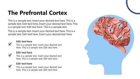 The Prefrontal Cortex PowerPoint Slide - SlideModel