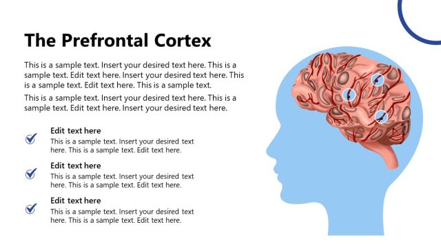 The Prefrontal Cortex PowerPoint Slide - SlideModel