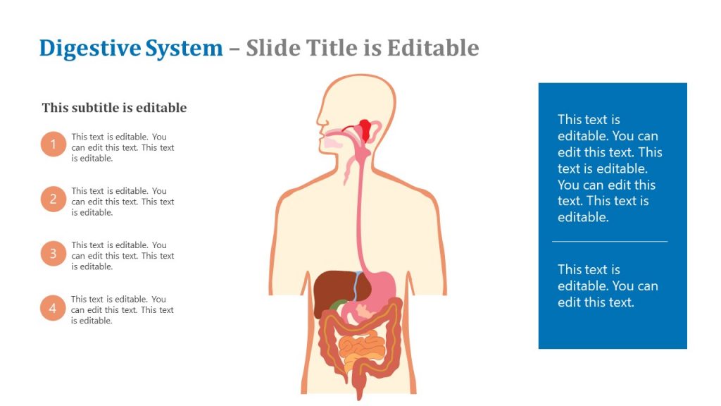 Digestive Anatomy PowerPoint Diagram Template - SlideModel