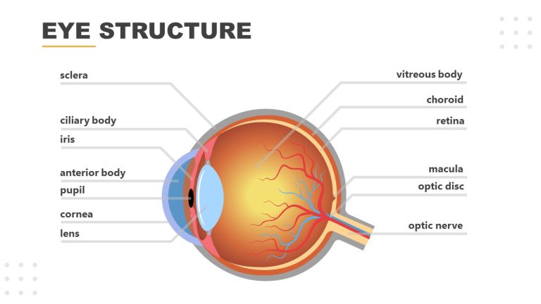 Eye Structure PPT Presentation Template - Eye Anatomy Slide - SlideModel